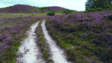 Tadnoll & Winfrith Heath | Dorset Wildlife Trust